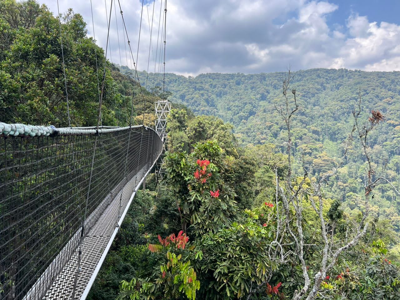 Nyungwe Forest National Park | Rwanda's Biodiversity Gem